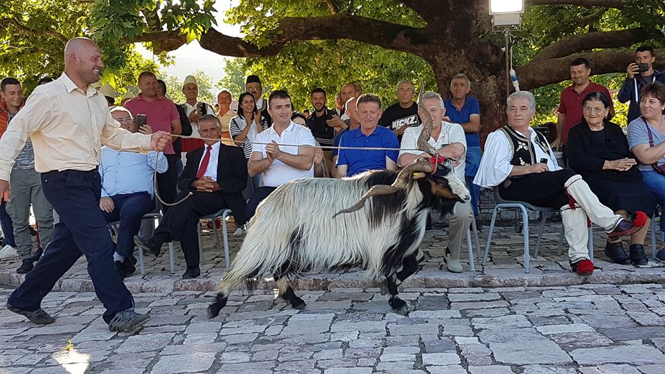 Kush është cjapi më i bukur i Kurveleshit?! Organizohet PAN-i Fest në ...